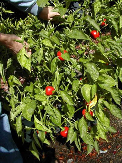 Growing in Earthboxes - Boel's Garden